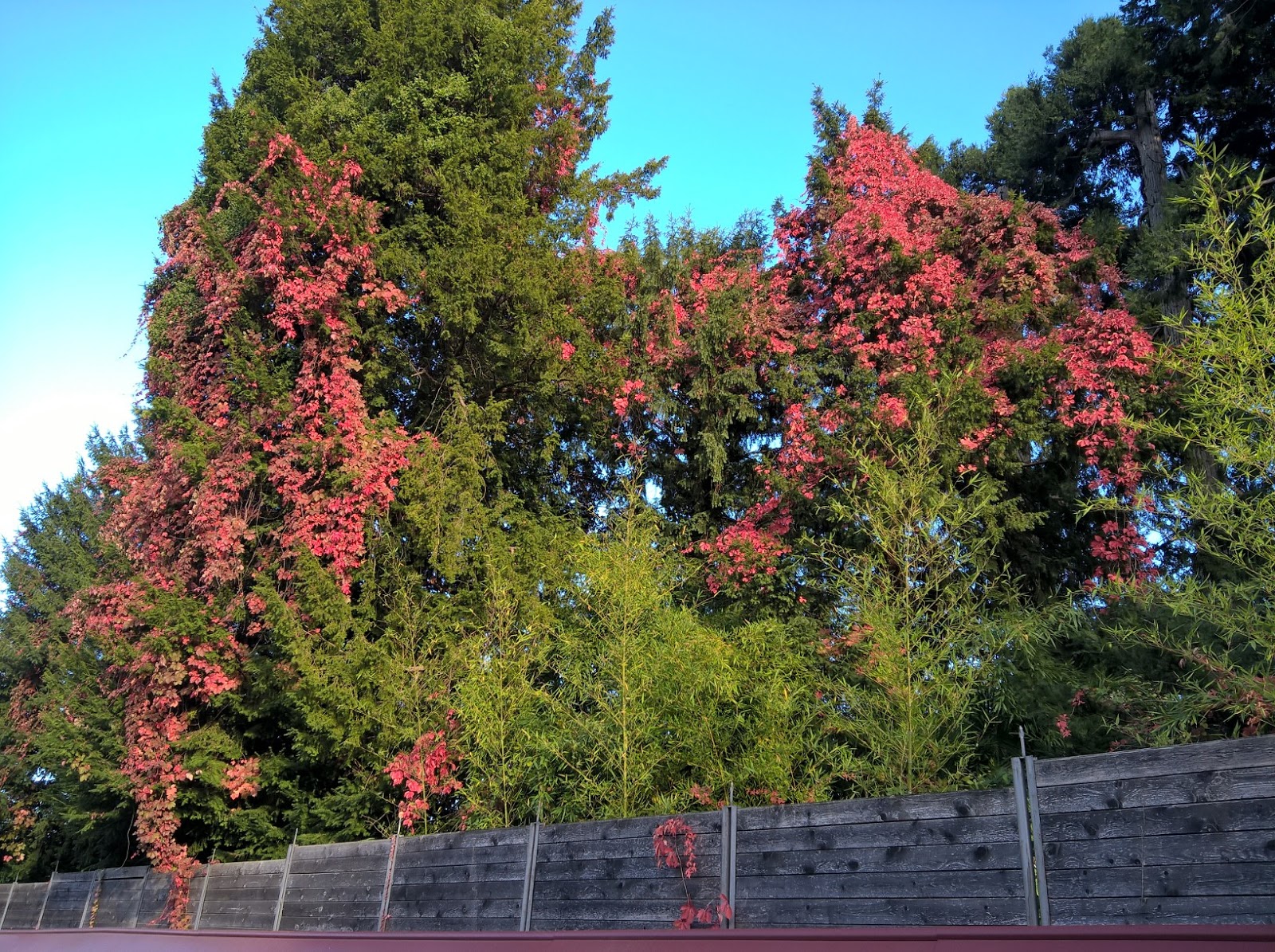 Vite Americana (Parthenocissus quinquefolia) e Vite Canadese ...