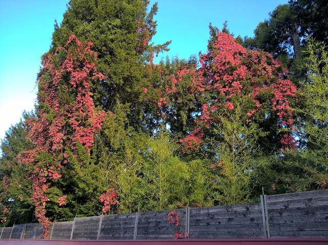 Vite Americana (Parthenocissus quinquefolia) e Vite Canadese ...