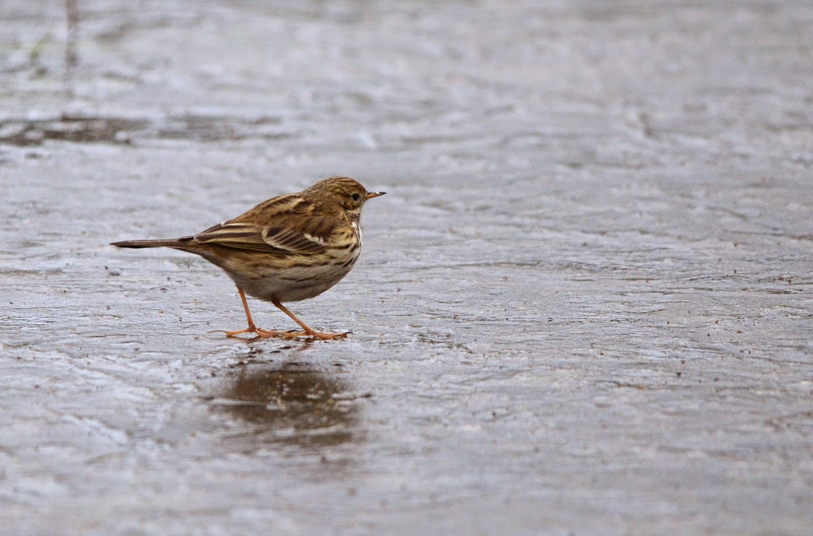 Bird and Bug Diaries...: Bosley Reservoir