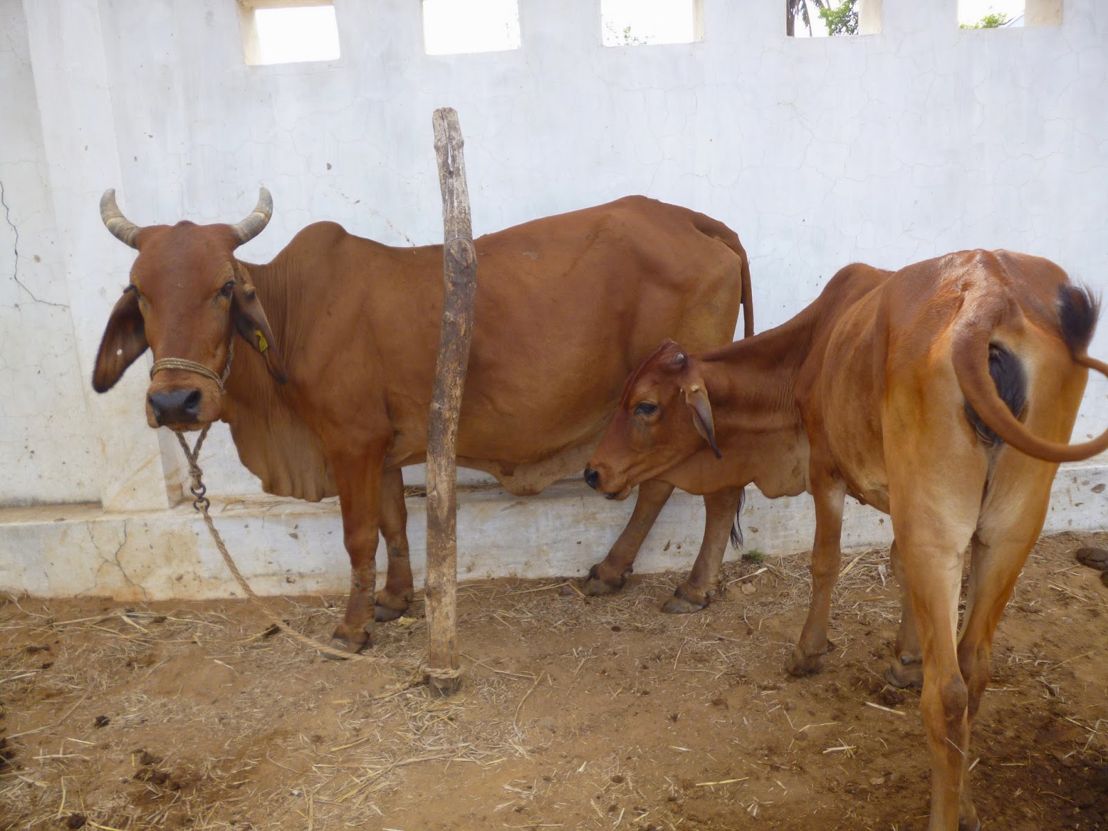 JanakiRama Gardens: Exotic Red Sindhi Cows