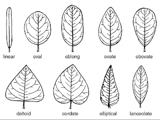 Anim Agro Technology: BENTUK DAUN (PART 1)