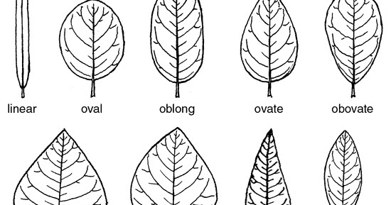 Anim Agro Technology: BENTUK DAUN (PART 1)