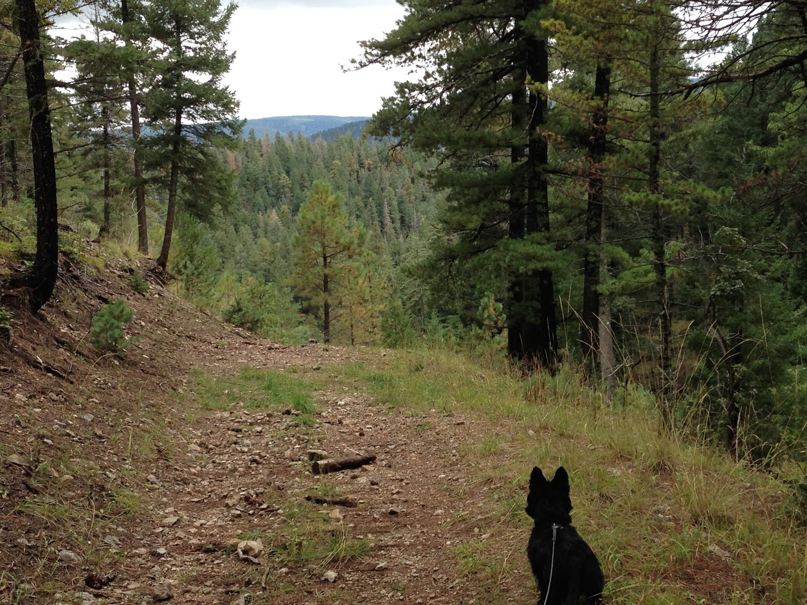 Southern New Mexico Explorer: James Ridge- Lincoln National Forest