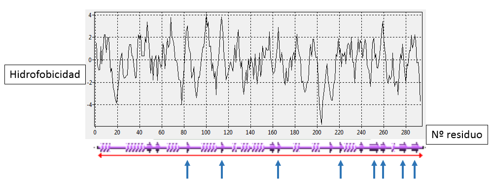 Cuaderno de Ingeniería de Proteínas: Hidrofobicidad y antipatía de ...