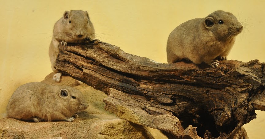 ZOOTOGRAFIANDO (6.100 ANIMALS): GUNDI / GUNDI (Ctenodactylus gundi)