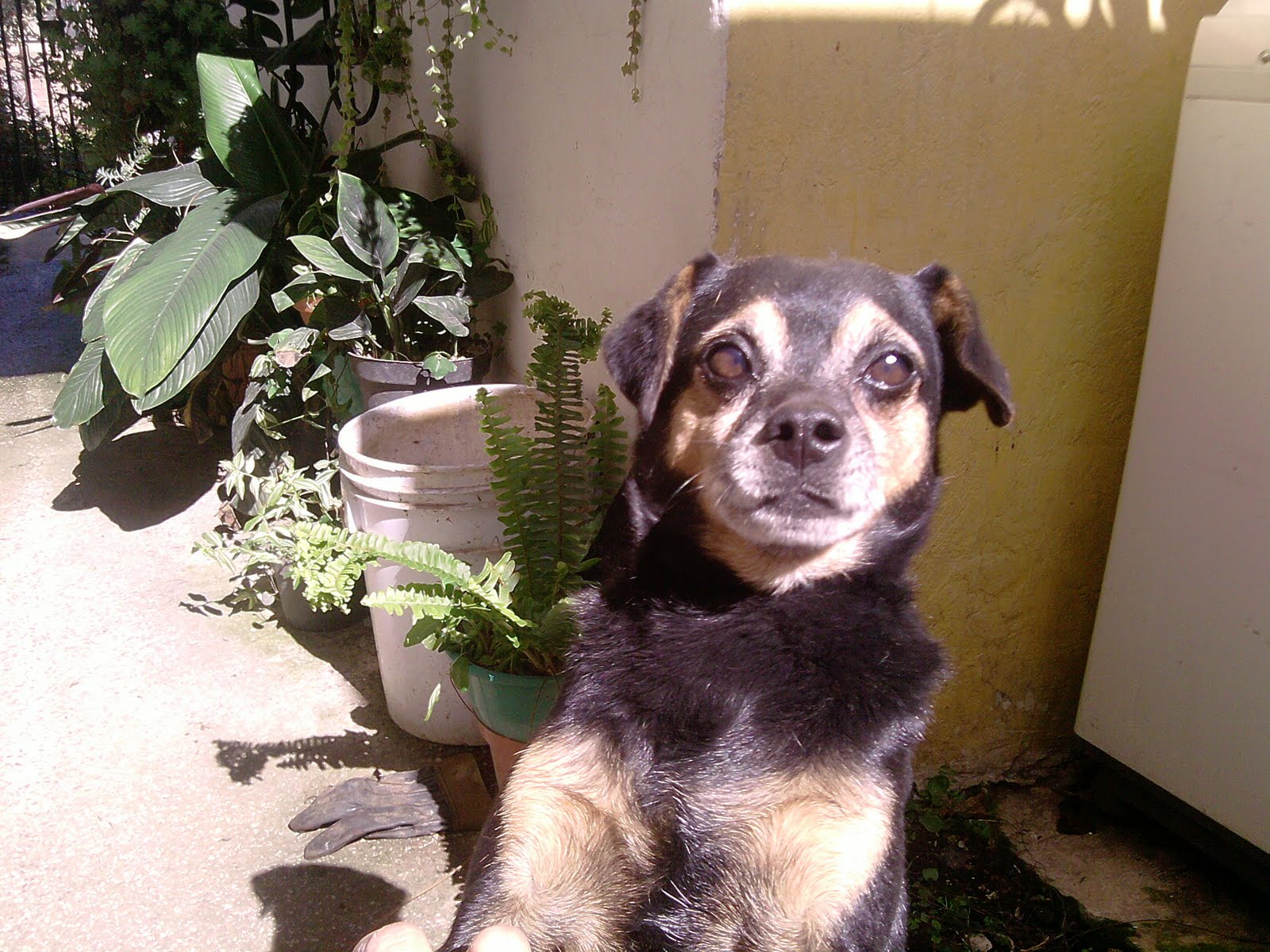 Busca Perros Xalapa: Perrito chihuahueño-ratonero extraviado.