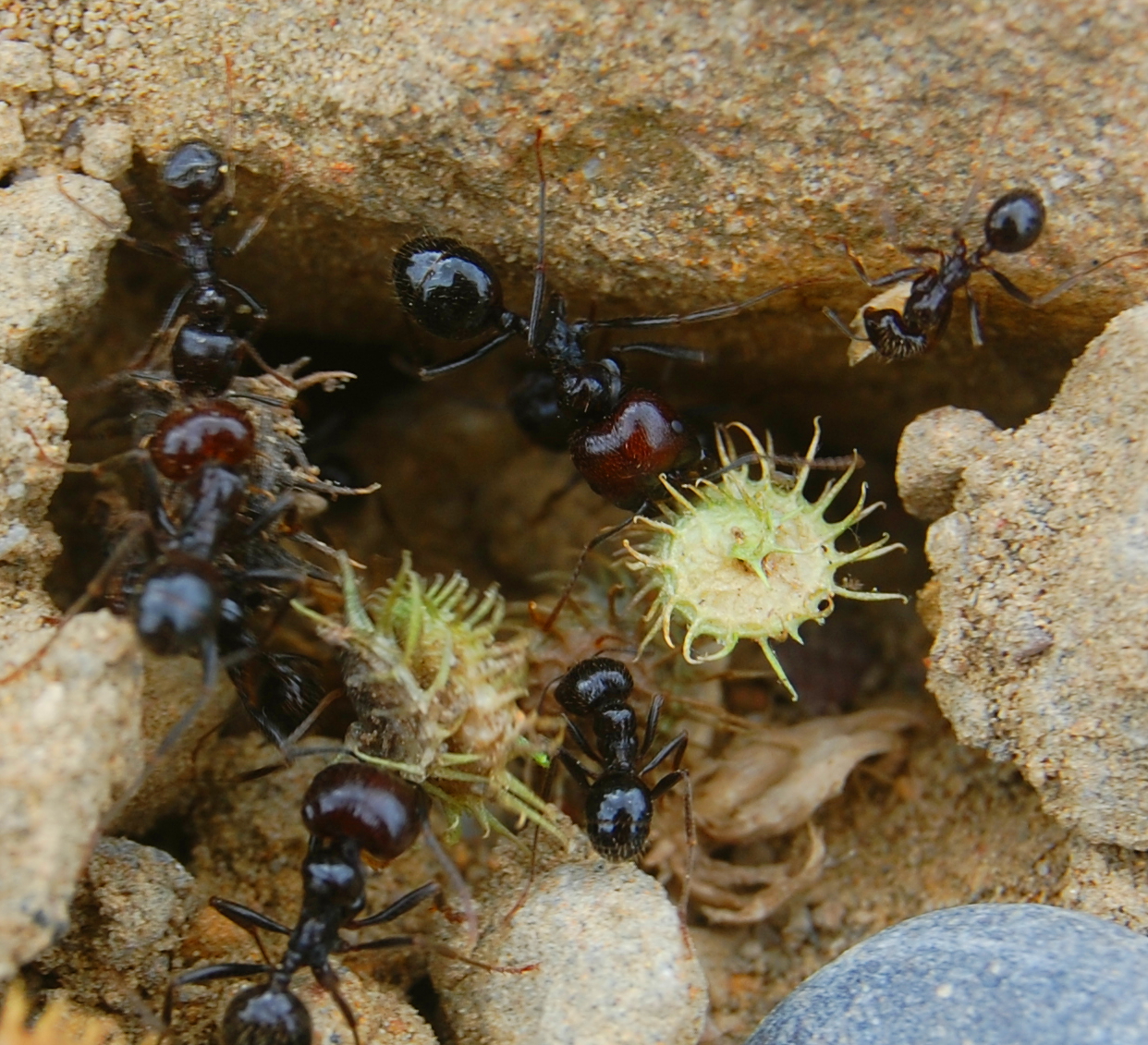 Amb el cap obert de bat a bat: Formigues