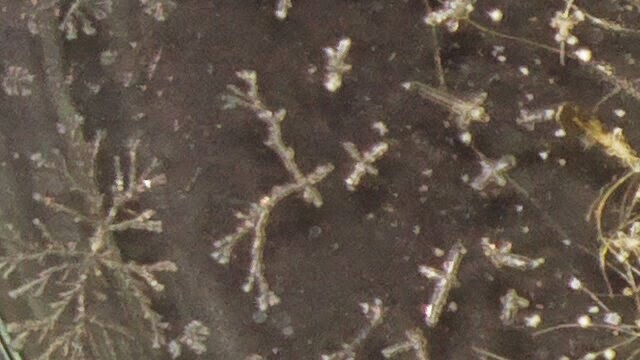 Candida albicans pe mediu de cultura sabouraud cu probe de piele cu ...