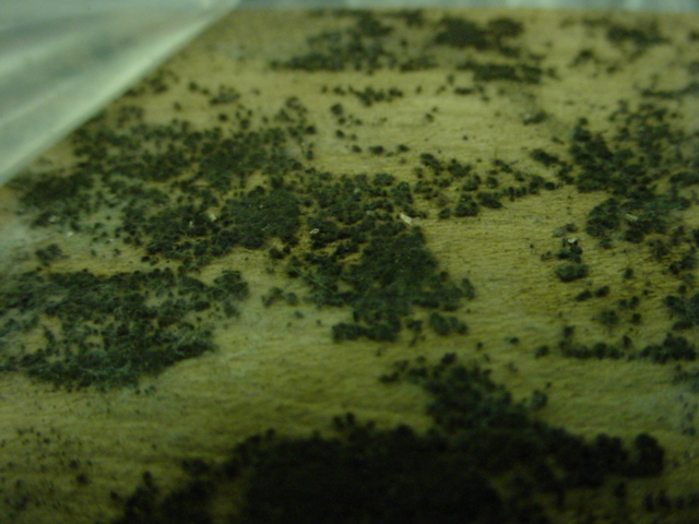 Sustainable Mycology: Chaetomium spp.