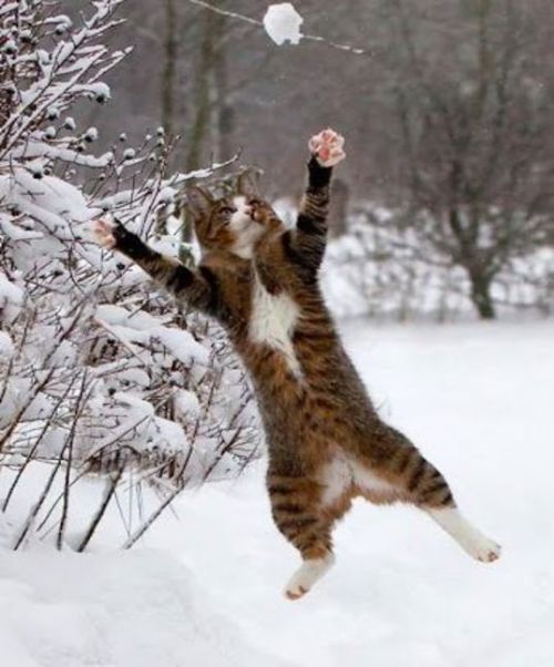 Content in a Cottage: Snowball Catching Cat
