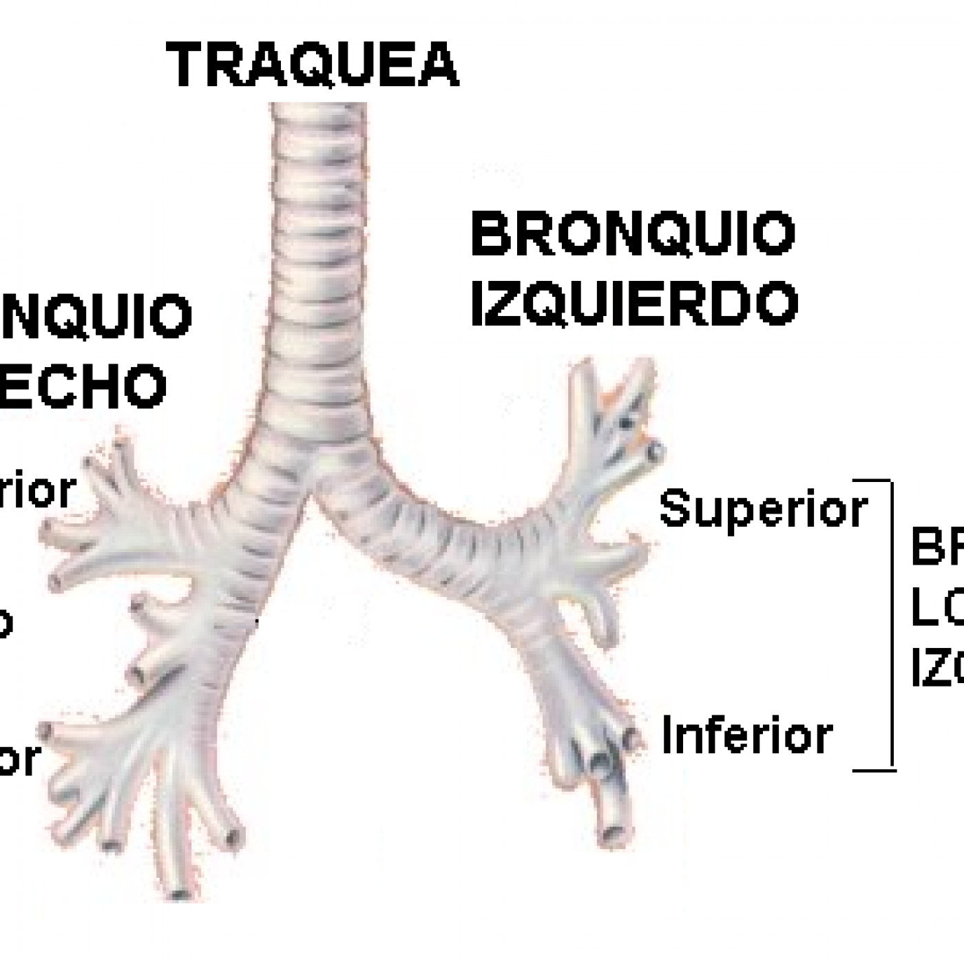 Histoembriología : APARATO RESPIRATORIO