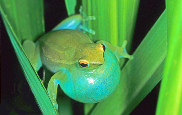 The Herpetology of Trinidad and Tobago: LimeTreefrog, Sphaenorhynchus ...