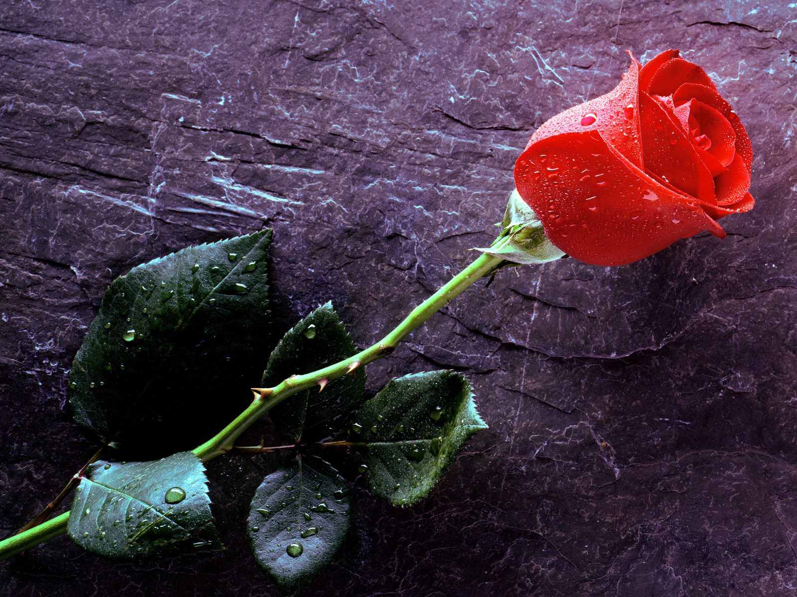 Flower/Rose: Cute Red Rose/Nice red rose picture/World Favourite red ...