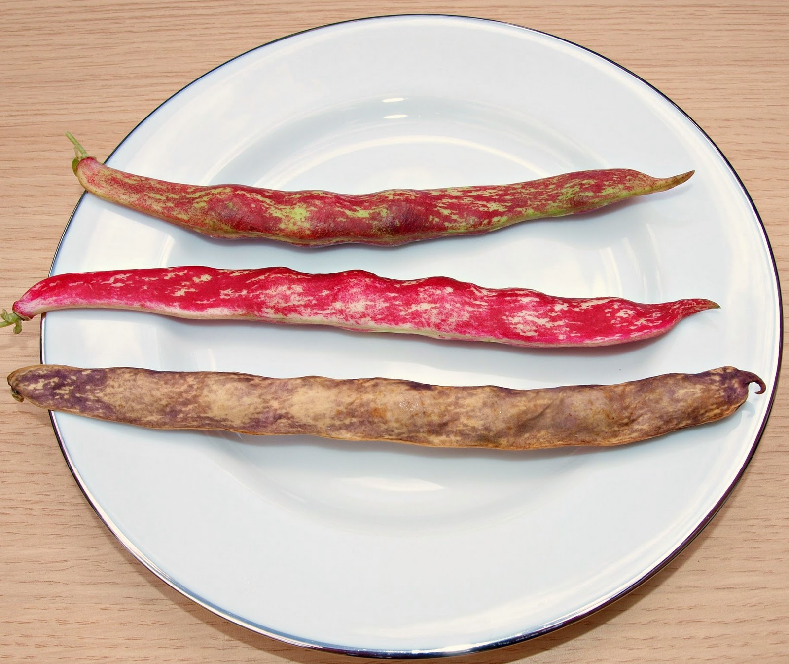 Mark's Veg Plot: More on shelling-beans