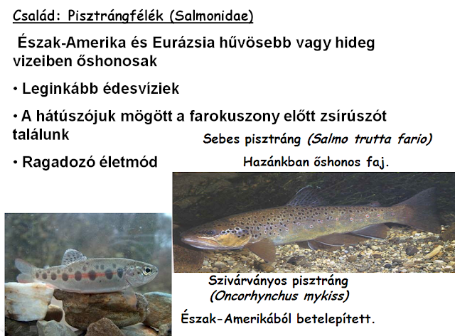 BIO-LOGIA: A HALAK SZAPORODÁSA ÉS FEJLŐDÉSE. A HALAK SOKFÉLESÉGE.