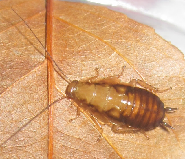 Invertebrate Dude: Eleodes clavicornis, Arenivaga tonkawa ...