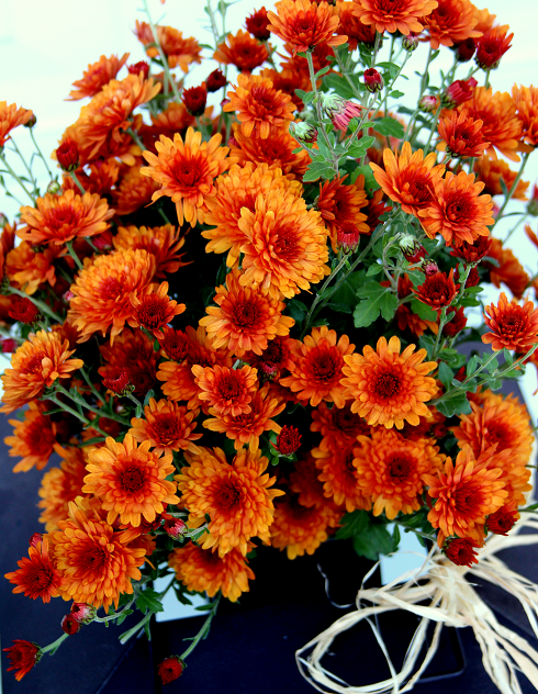 FALL ARRANGEMENTS USING GARDEN MUMS - Sowing the Seeds