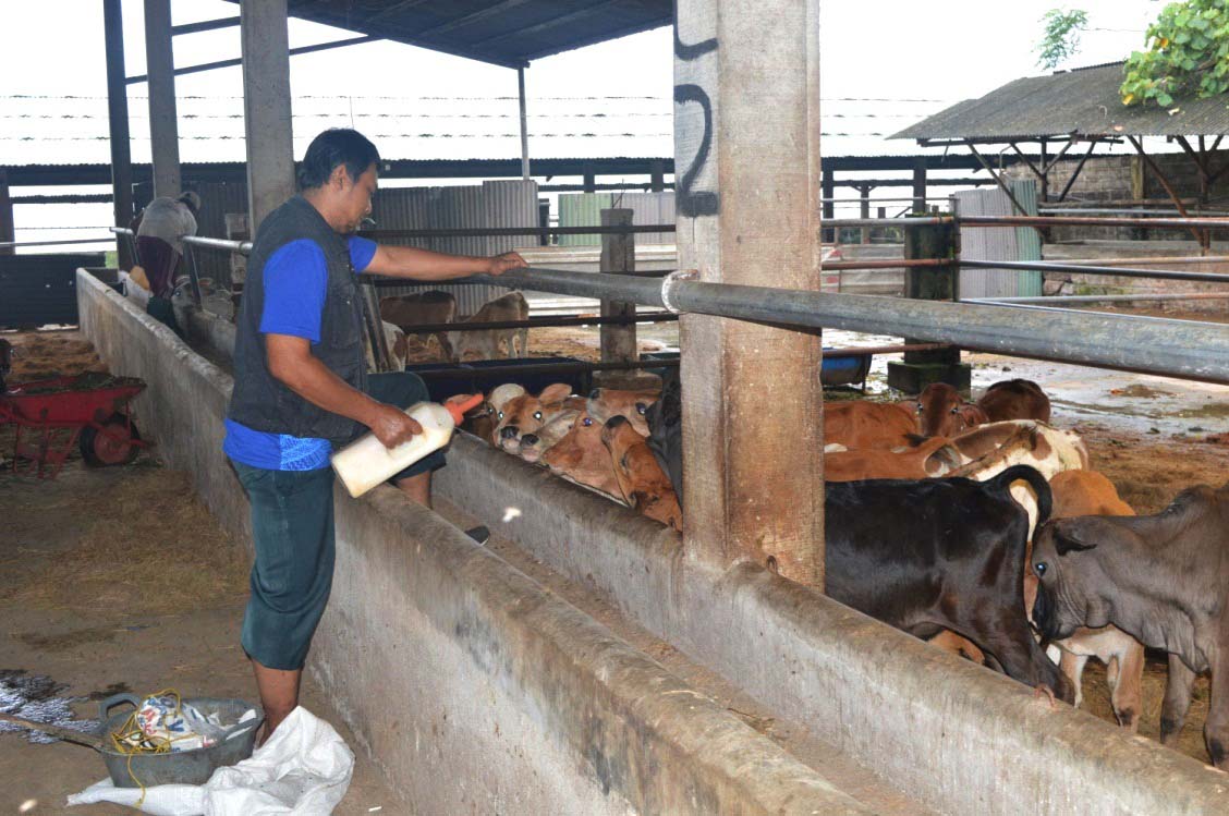 Kandang koloni pedet sapi potong, penyediaan rumput dan air minum sejak ...