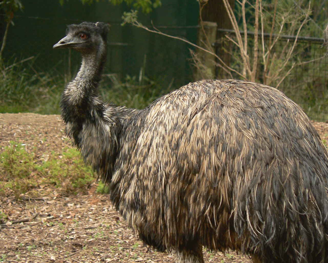 Best Jungle Life: Emu & Emu Pics And Emu Wallpapers