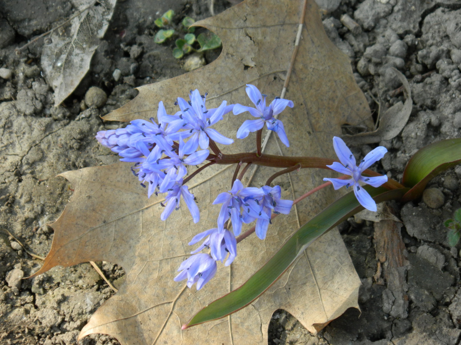 LA MULTI ANI, ROMANIA!: Flori de primavara in prim plan