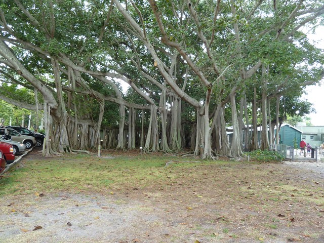 Sailing Adventures On Sanctuary: Thomas Edison/Henry Ford winter estates