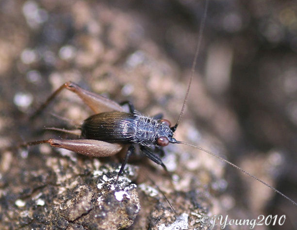 South African Photographs: Pygmy Bush Cricket (Trigonidium)