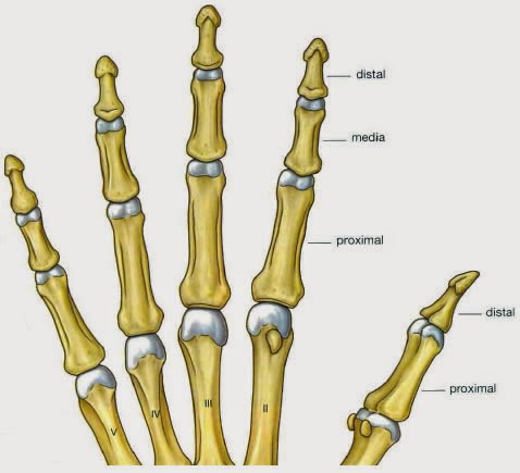 Temas Puntuales Sobre "Imágenes Diagnósticas": Planos y Refrencias en ...