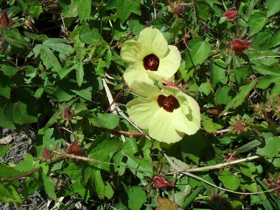 Photographic Handbook of Phil. Plants and Flowers: H