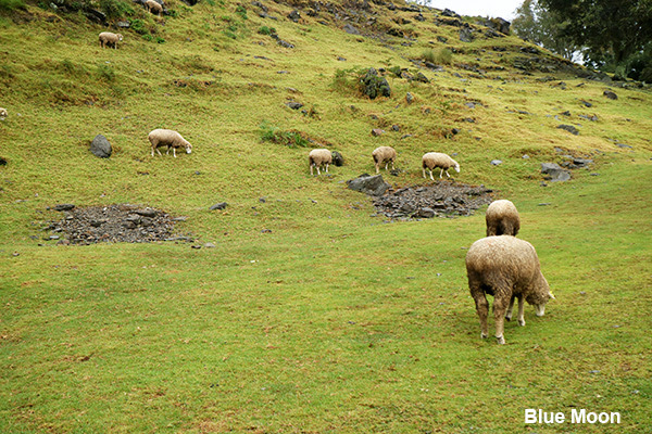 Cingjing Farm / Qingjing Farm - Nantou, Taiwan