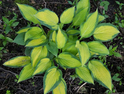 Future Plants by Randy Stewart: Hosta