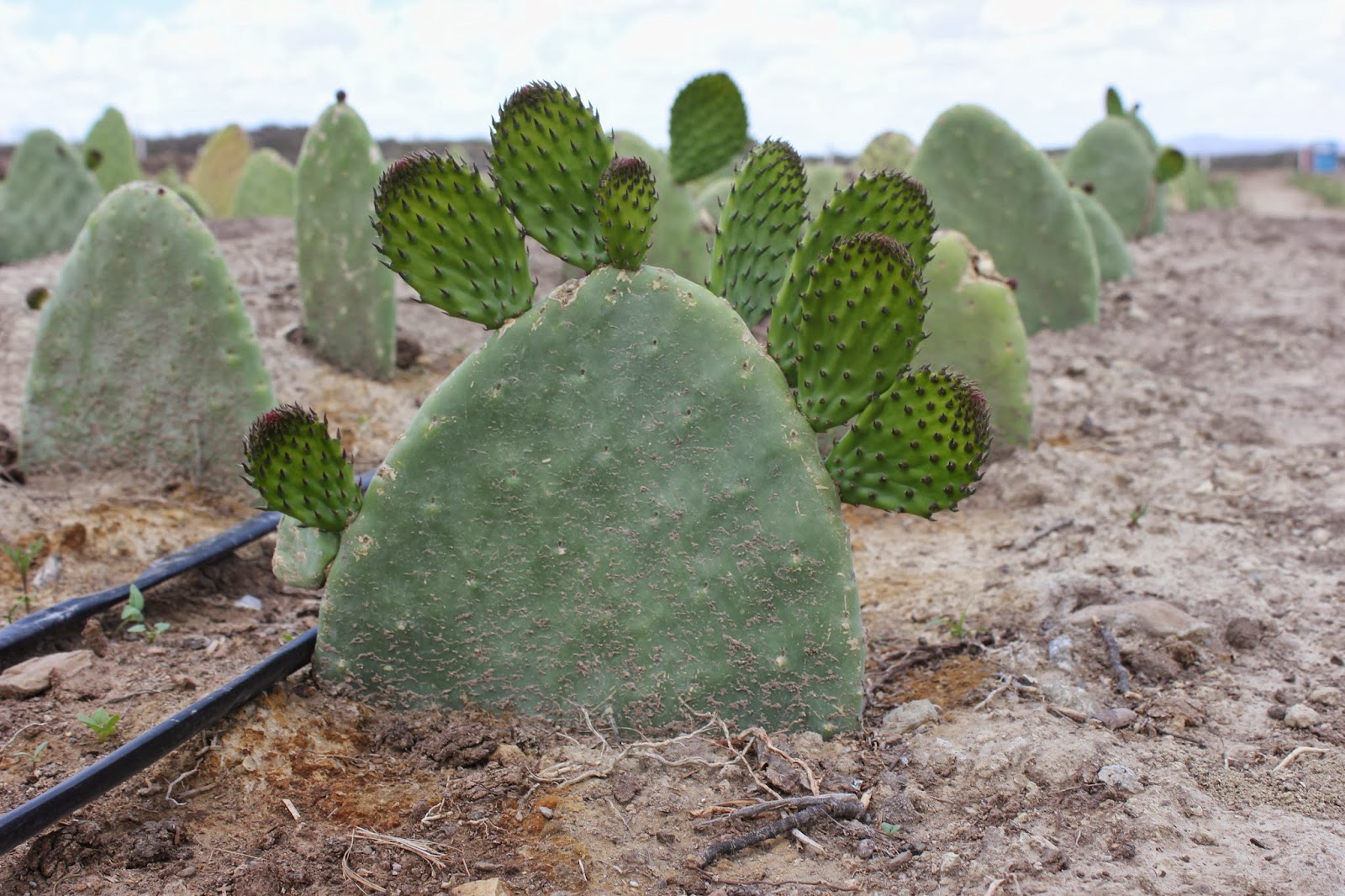 Penca De Tuna O Nopal at Evie Rounsevell blog