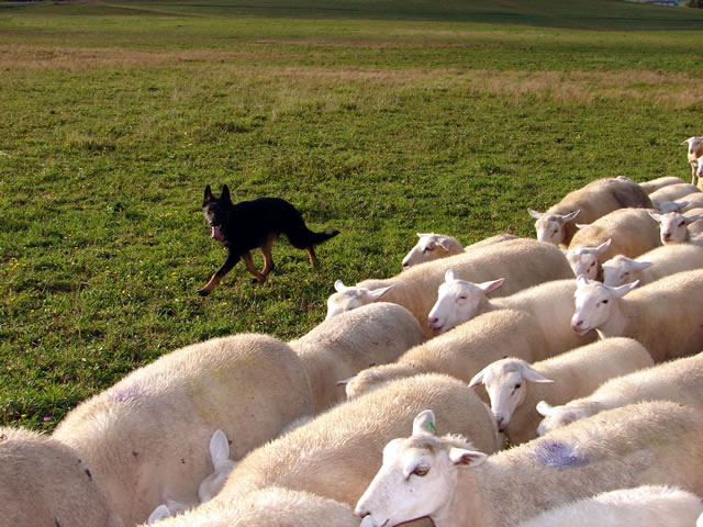 Big German Shepherds: German Shepherd Herding