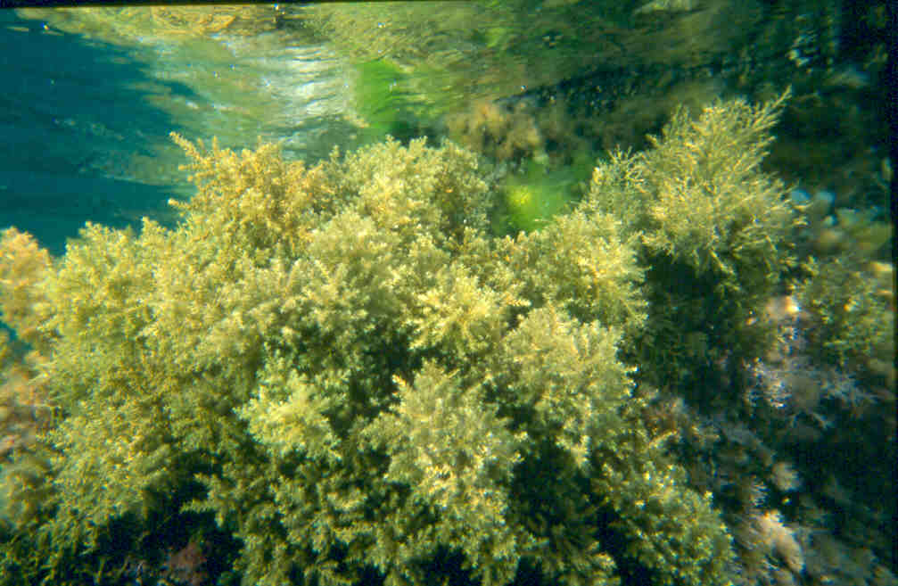 Medio ambiente.: Diatomeas