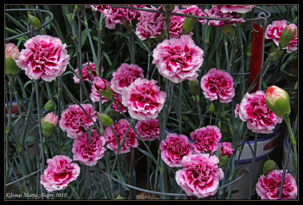 El Sitges que estimo: Corpus 2012: 73ª Exposició Nacional de Clavells