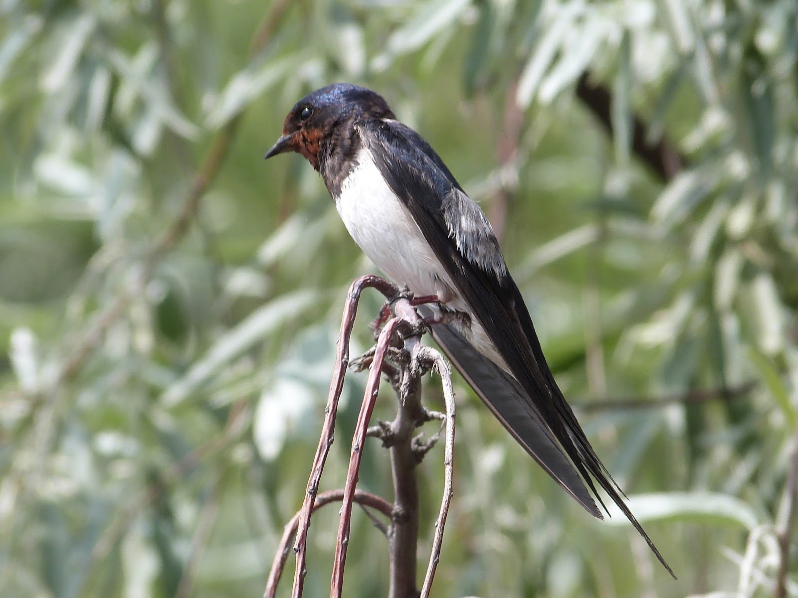 Frumusetile naturii: Randunica (Hirundo rustica)