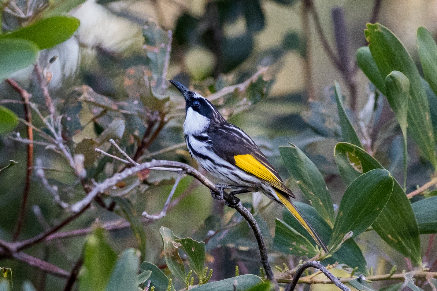 National Park Odyssey: Illaroo Campground, Yuraygir National Park, NSW.