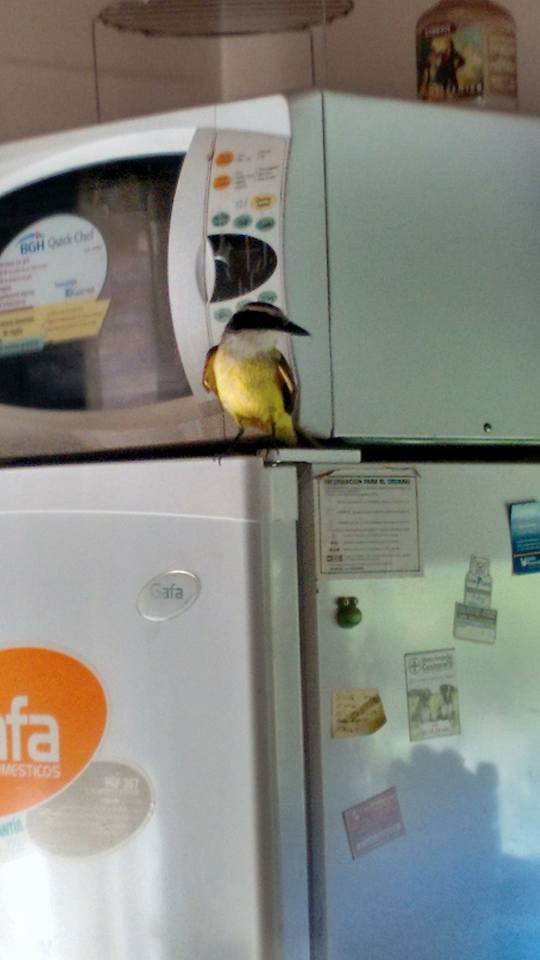 Aves Rosario de la Frontera Salta: Benteveo común, alias "bicho feo ...