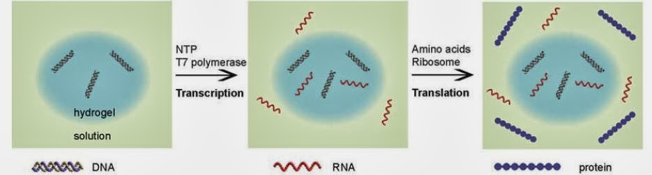 Clay Birthplace Of Life Say Scientists | Science and Technology ...