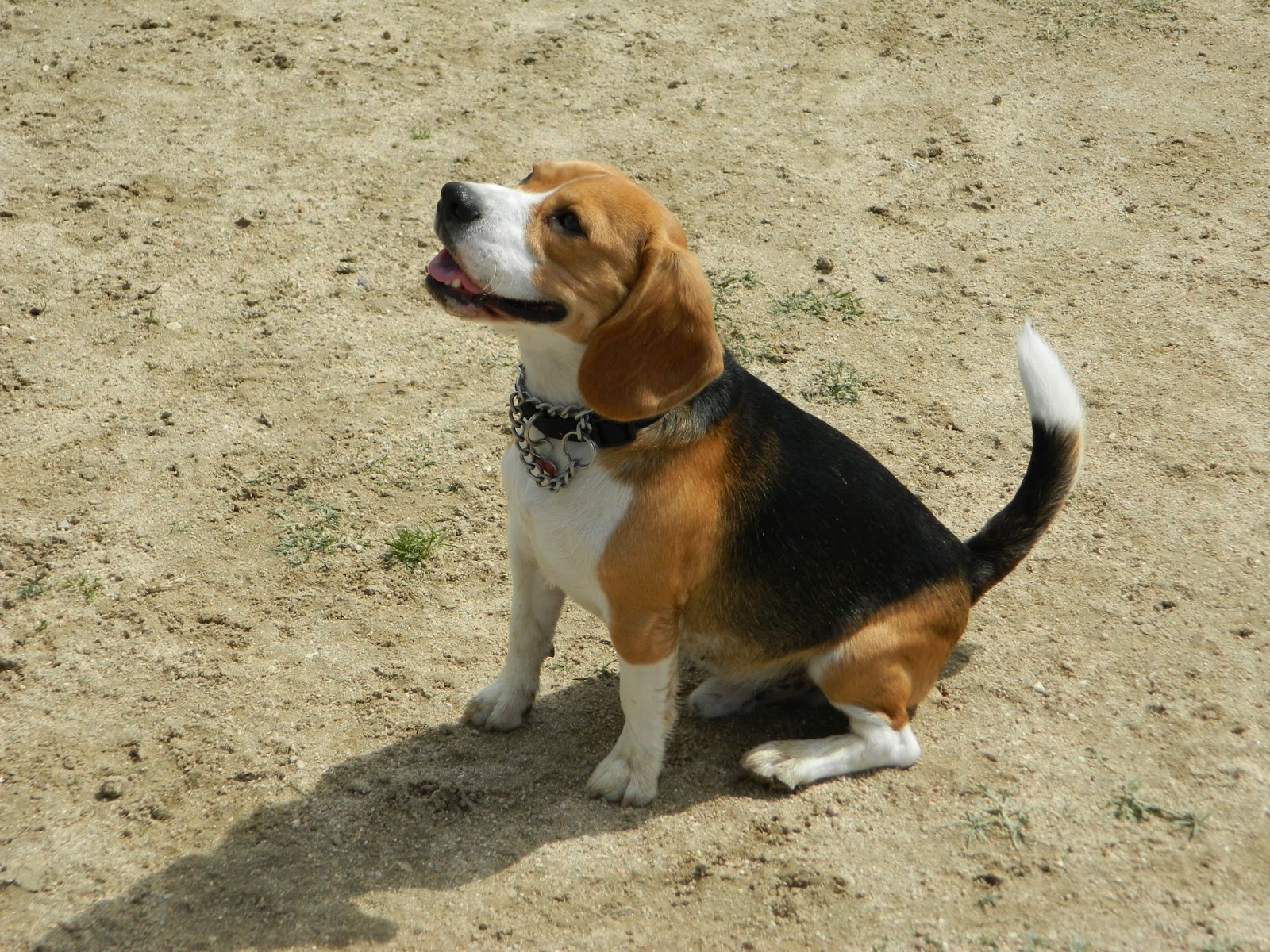 Mis Queridos Peludos: Diario del embarazo de una beagle