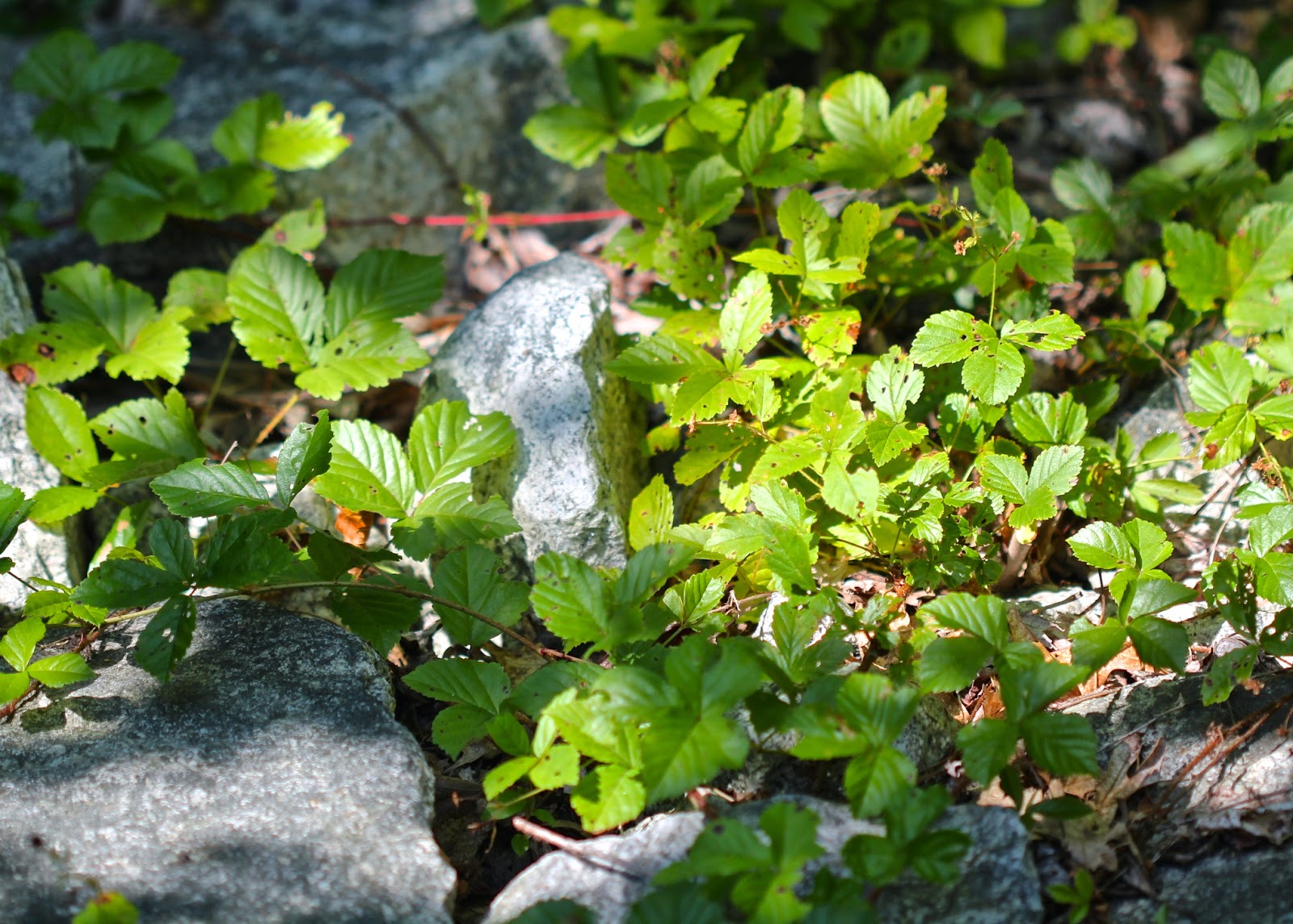 Red House Garden: Dewberries