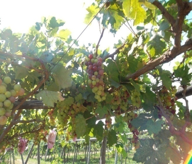 Kendala Utama Budidaya Anggur di Indonesia