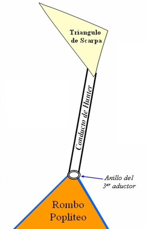 Contenido de Anatomía Humana: Conducto de los Aductores o Hunter