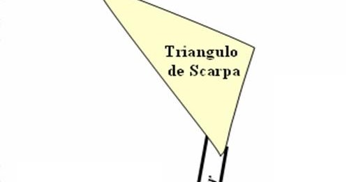 Contenido de Anatomía Humana: Conducto de los Aductores o Hunter