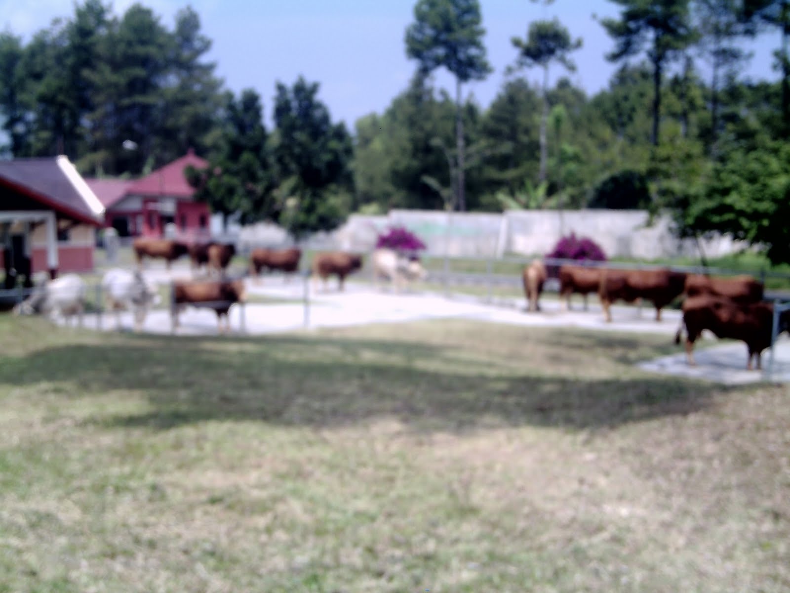 A n a k K a n d a n g: Proses Produksi Semen Beku BBIB singosari