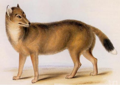 Warrah (Dusicyon australis) ~ World Extinct Animals