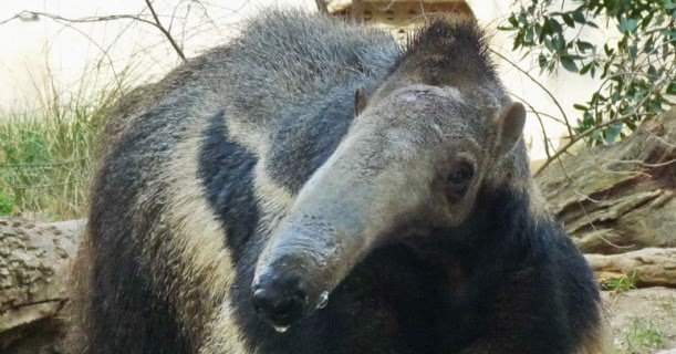 Real Monstrosities: Anteater