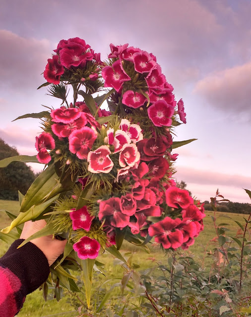 The brand new flower plot in 2019 - Sophie in the Sticks