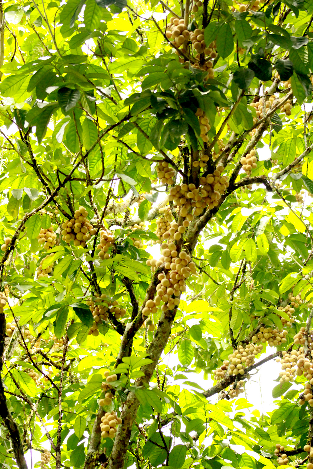 Potensi Buah dan Sayuran Yang ada Di Kabupaten Kubu Raya ~ Media Center ...