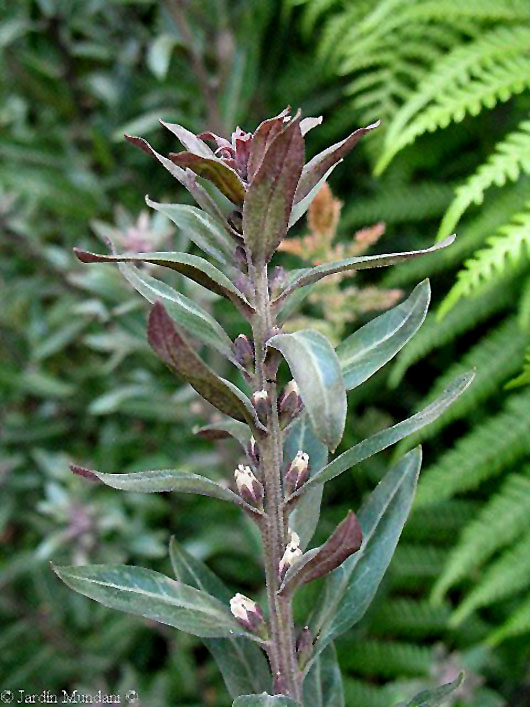 Lysimachia minoricensis - Alchetron, the free social encyclopedia