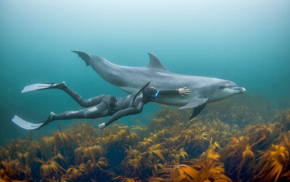 Dolphins In Society Dolphins In Society